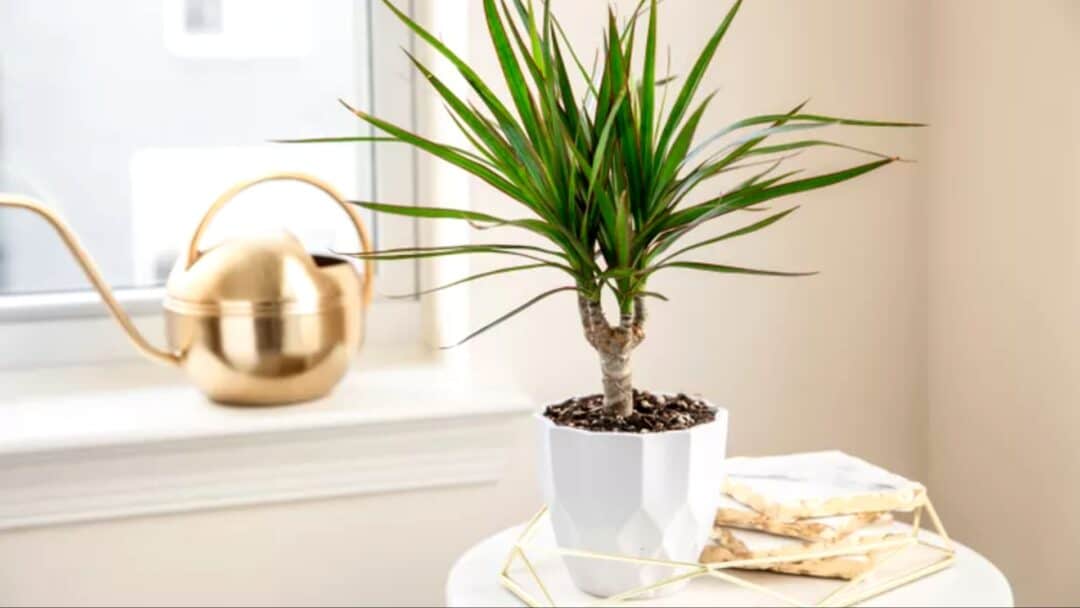 7 Unique Houseplants for the Eclectic Soul – DecoFond