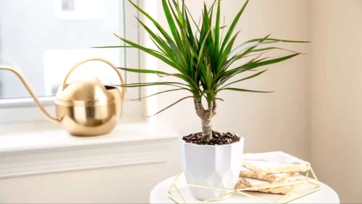 7 Unique Houseplants for the Eclectic Soul – DecoFond