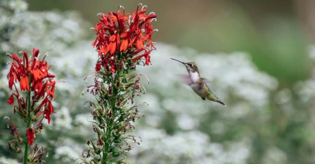 10 Magical Native American Flowers to Add Beauty and Meaning to Your ...
