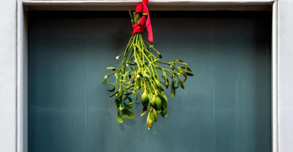 10 Magical and Mythical Plants and Their Fascinating Folklore – DecoFond