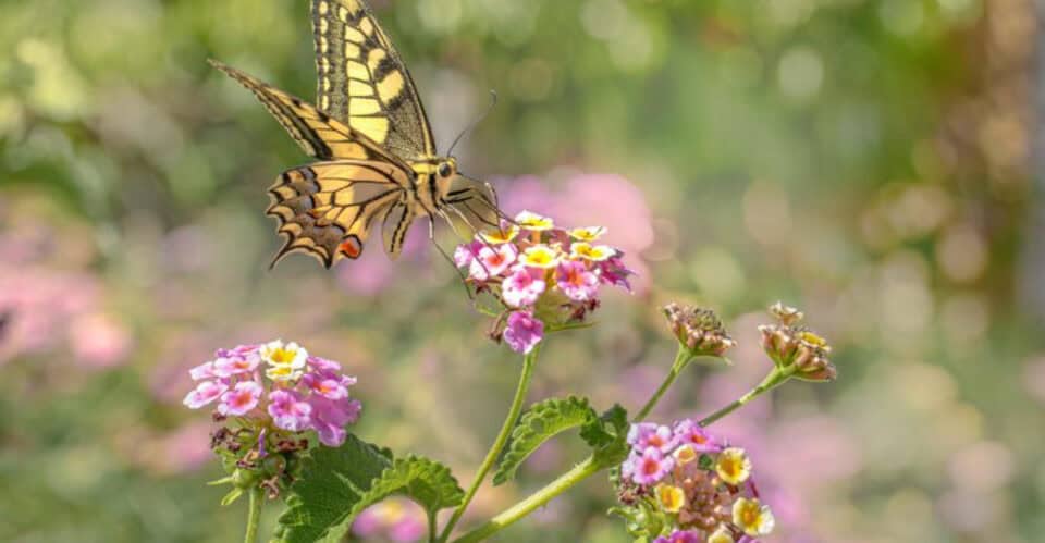 10 Pollinator-Friendly Plants That Butterflies Absolutely Love – DecoFond