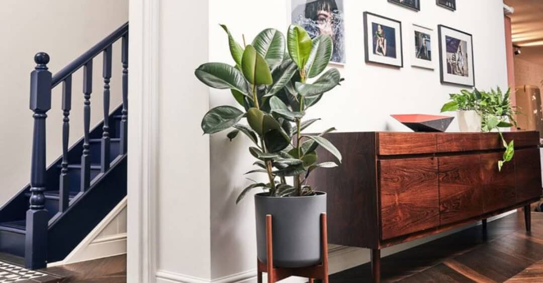 9 Plants You Should Never Place In Your Entryway – DecoFond