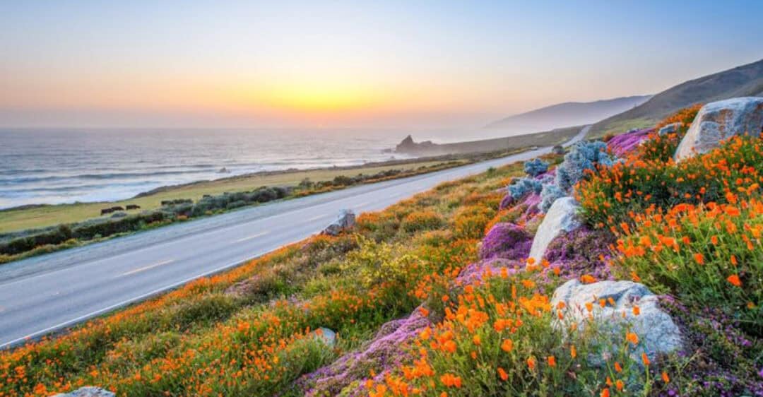 10 Best Blooms for Remembering Loved Ones – DecoFond