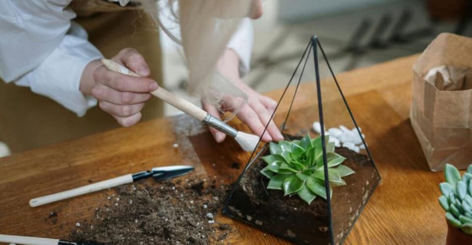 7 Reasons To Get an Aesthetic Terrarium For A Miniature World of ...