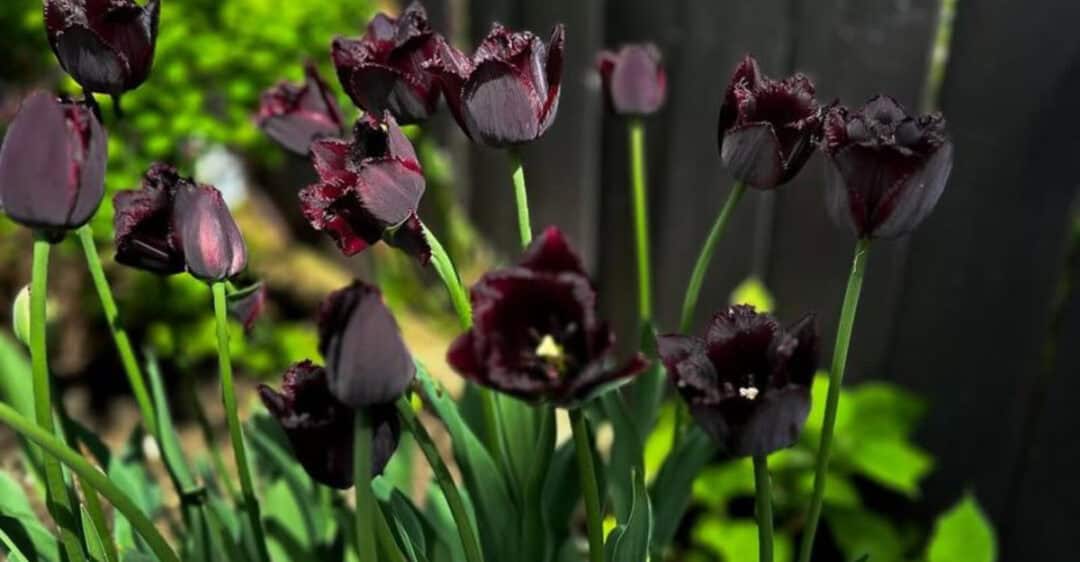 10 Black Plants You Need to Grow For a Dark, Dramatic Garden – DecoFond
