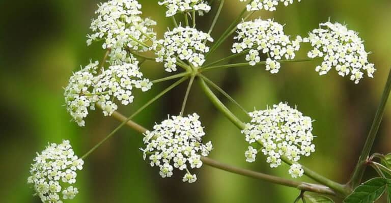 10 Dangerous Plants You Have To Know About! – DecoFond