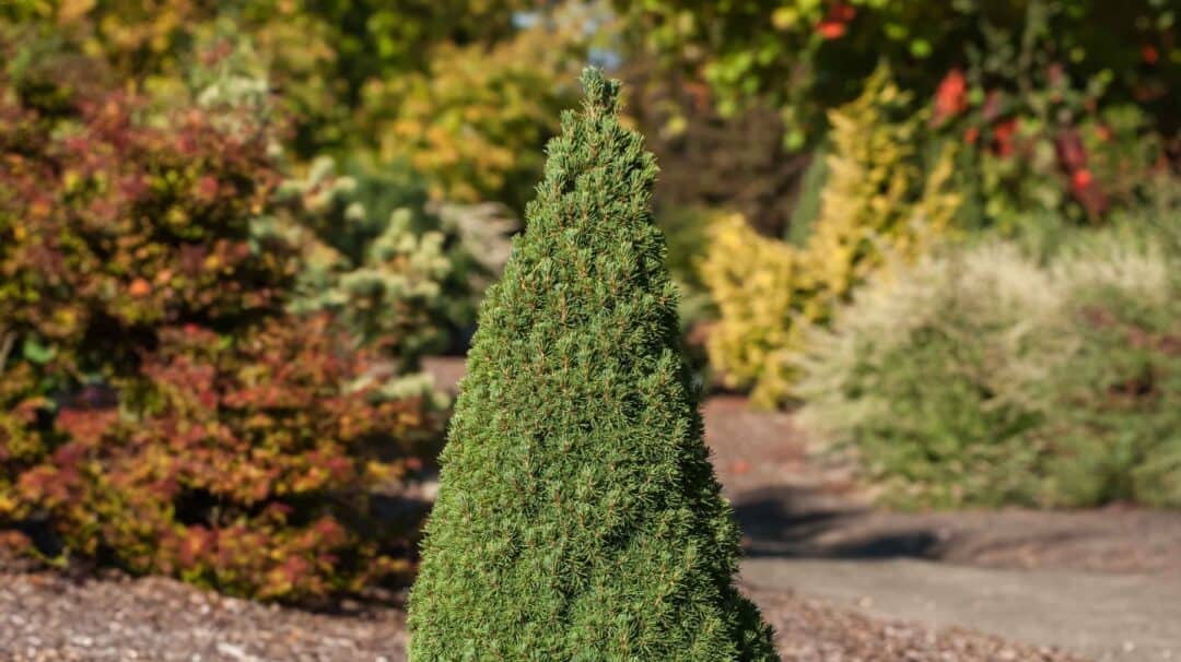 How Dwarf Trees Make Big Statements in Small Gardens – DecoFond