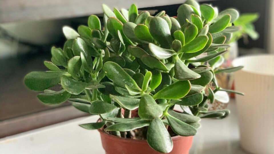 8 Home Plants for Good Luck and Positive Energy – DecoFond