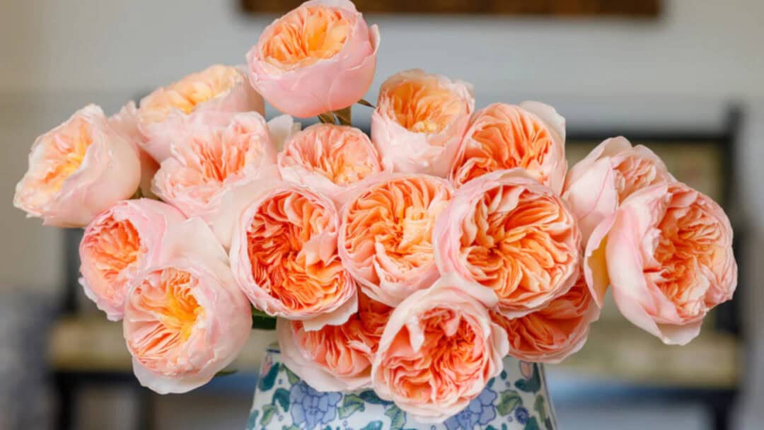 10 Most Expensive Flowers In The World (and Why They Cost So Much ...