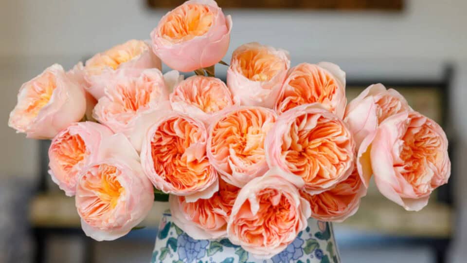 10 Most Expensive Flowers In The World (and Why They Cost So Much ...