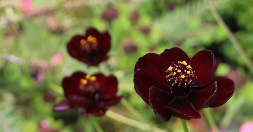 8 Red Wall Ideas for Creating Bold and Striking Living Spaces – DecoFond