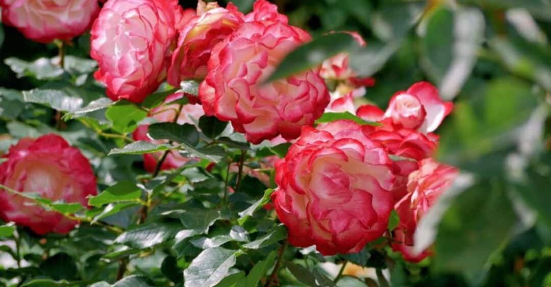7 Roses That Will Keep Your Garden in Full Bloom All Season Long – DecoFond