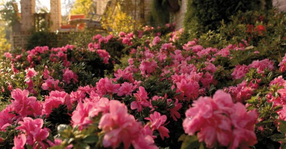 The 10 Best Plants to Grow Alongside Your Roses – DecoFond