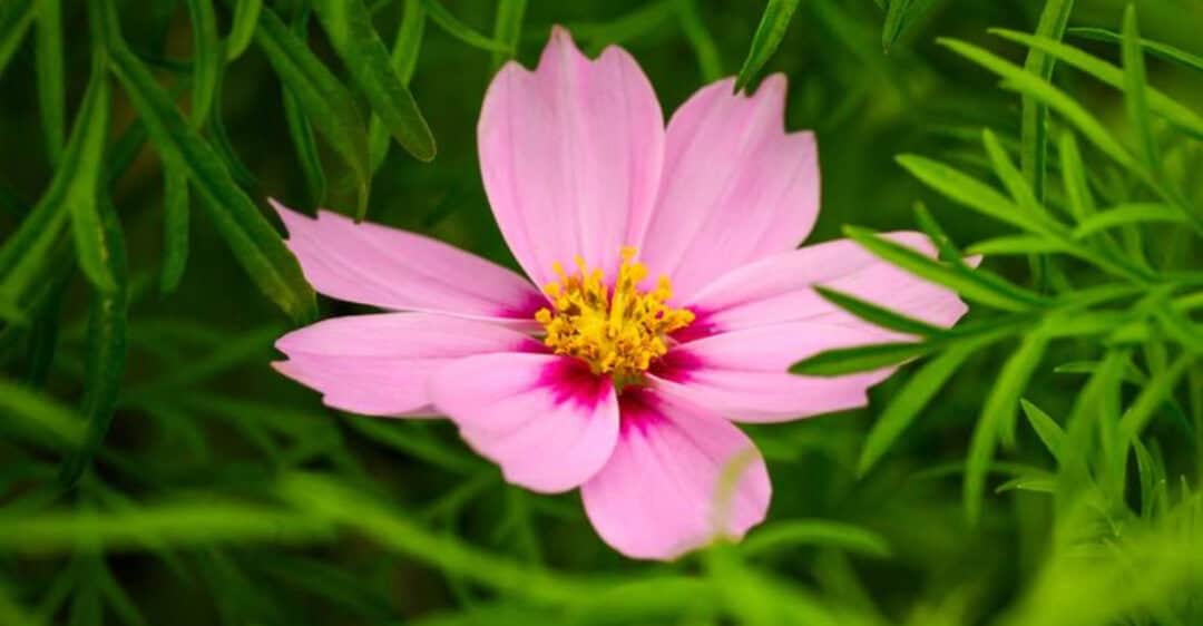 The 10 Most Beautiful Flowers on Earth – DecoFond