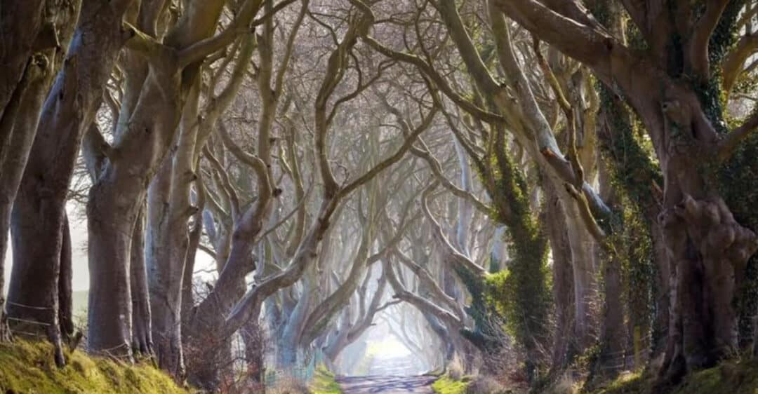 10 Magical Forests That Will Transport You Into a Fairytale – DecoFond