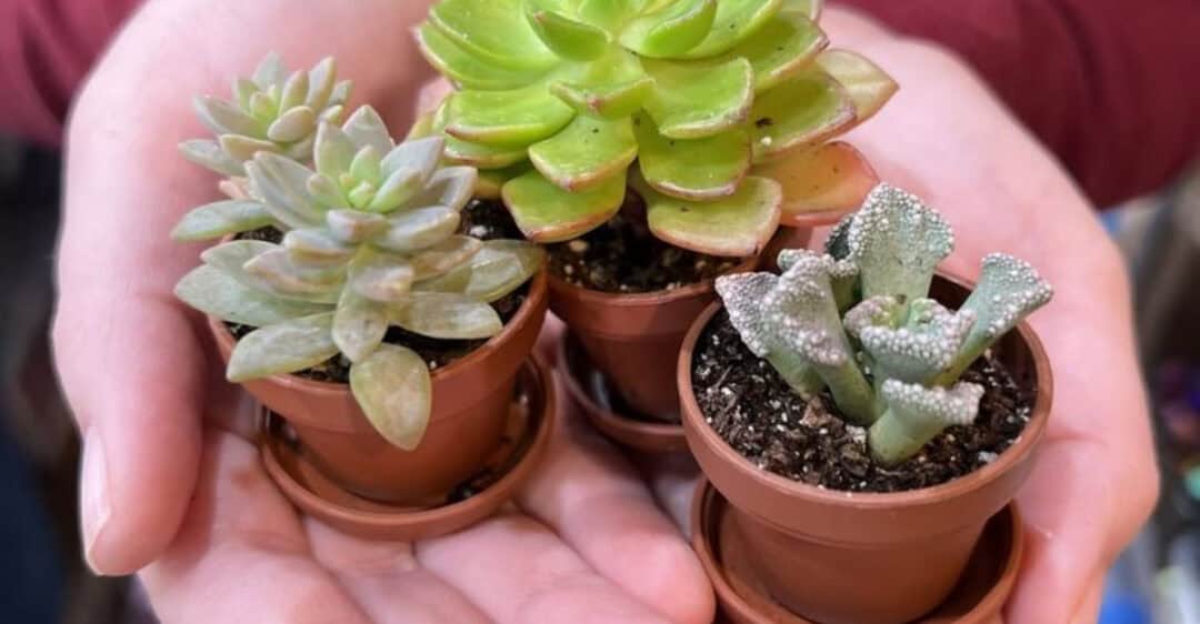 10 Small Plants That Will Perfectly Fill Those Small Empty Spaces ...