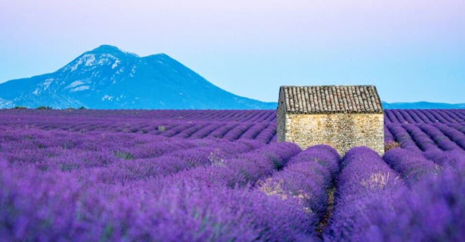 The World’s Most Beautiful Lavender Fields You Must See – DecoFond