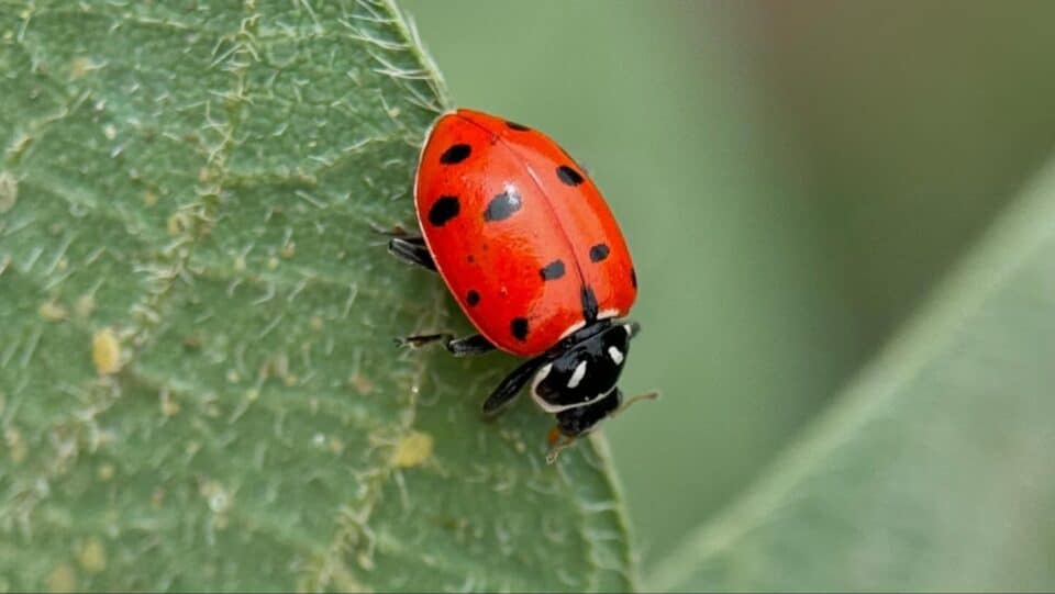 10 Delightful Tips for a Vibrant Pollinator Garden – DecoFond