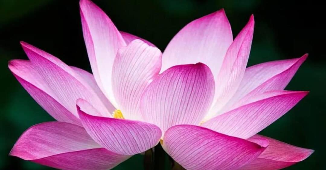 The 10 Most Beautiful Flowers on Earth – DecoFond