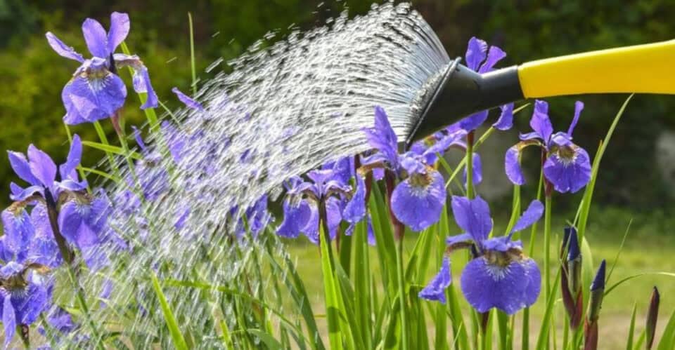 10 Essential Iris Flower Tips for Vibrant Blooms – DecoFond