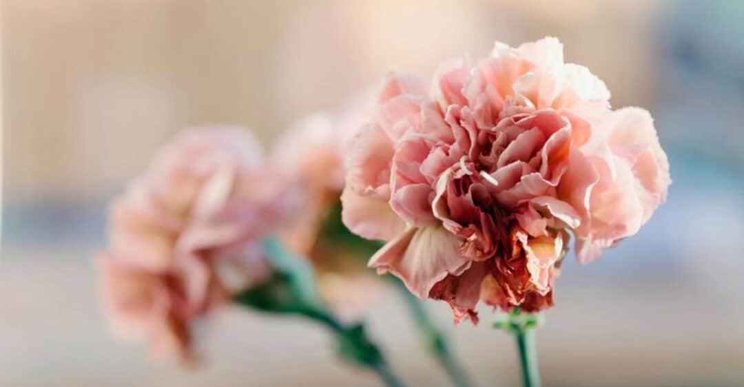 10 Fun Facts About Carnations and How to Care for Them – DecoFond