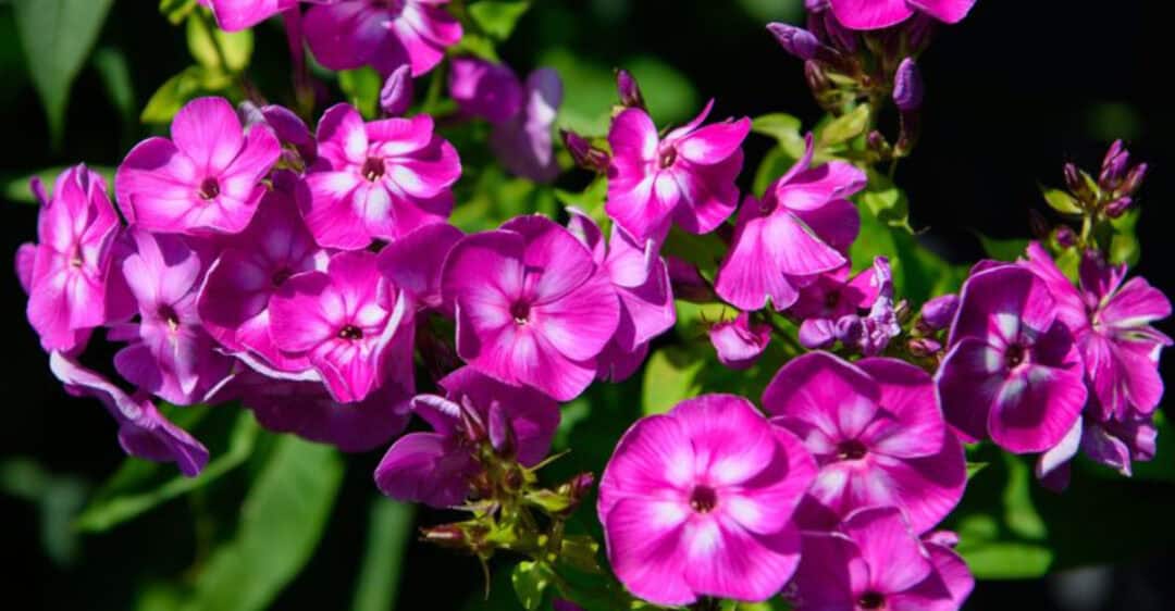10 Pink Perennials You Should Plant for a Whimsical Garden – DecoFond