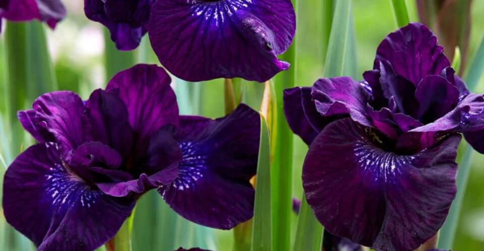 10 Pink Perennials You Should Plant for a Whimsical Garden – DecoFond