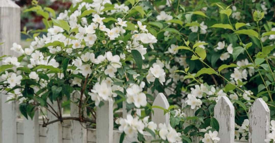 Top 10 Fragrant Shrubs That Will Fill Your Garden With Gorgeous Smells ...