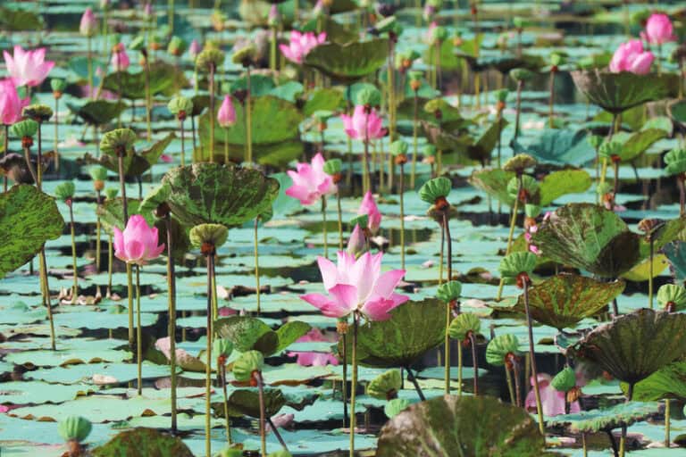 10 Tips for Growing Lotus Flowers in Your Garden – DecoFond