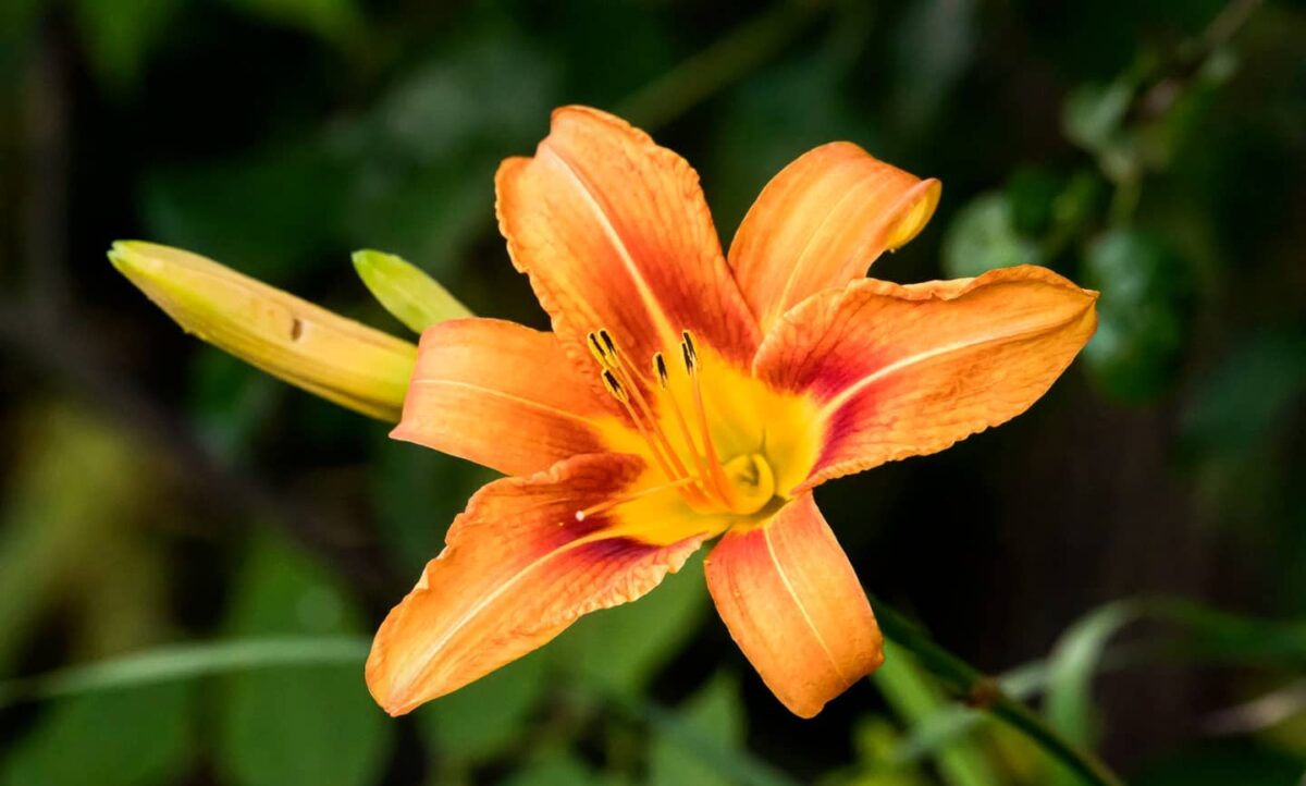 Fiery Favorites: 10 Flowers Every Fire Sign Should Plant – DecoFond