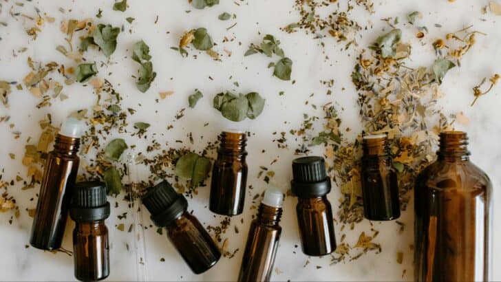 13 Natural Insect Repellents You Can Whip Up at Home – DecoFond