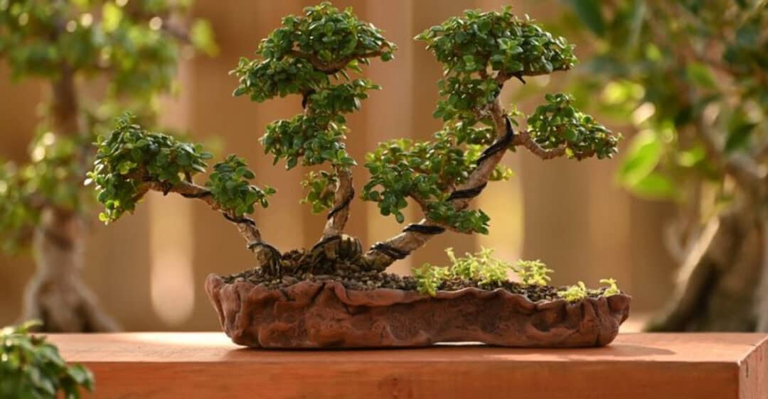 10 Best Bonsai Trees For Beginners To Start Your Lovely Mini Garden ...