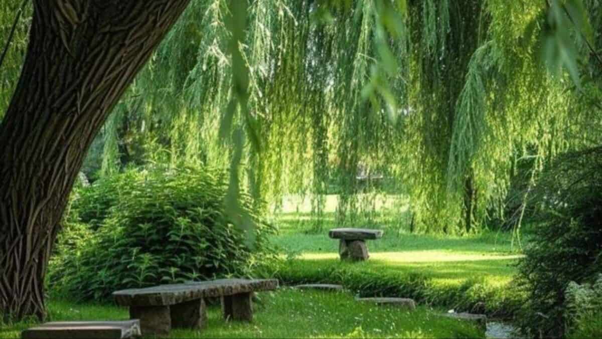 10 Clever Ideas to Make Your Willow Tree the Star of Your Garden – DecoFond
