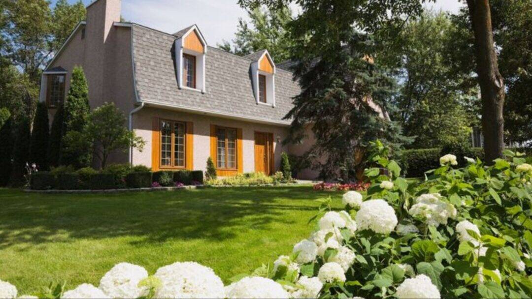 10 Simple Steps to Growing a Beautiful Clover Lawn – DecoFond