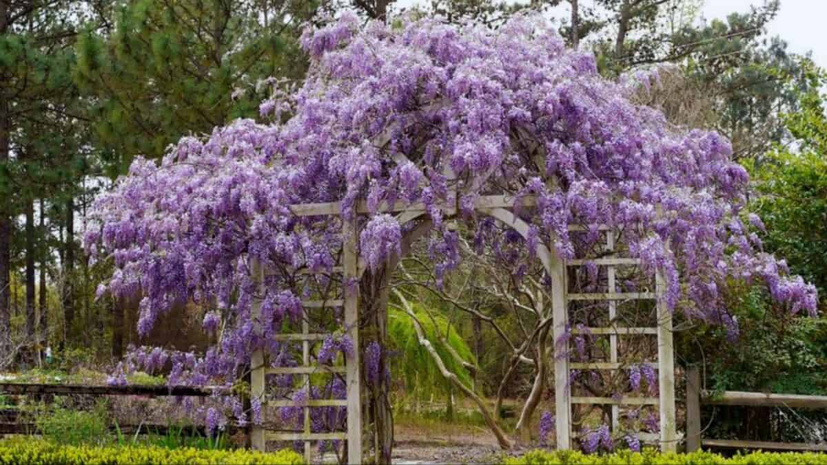 10 Gorgeous Garden Arches That Give Your Yard Major Charm – DecoFond